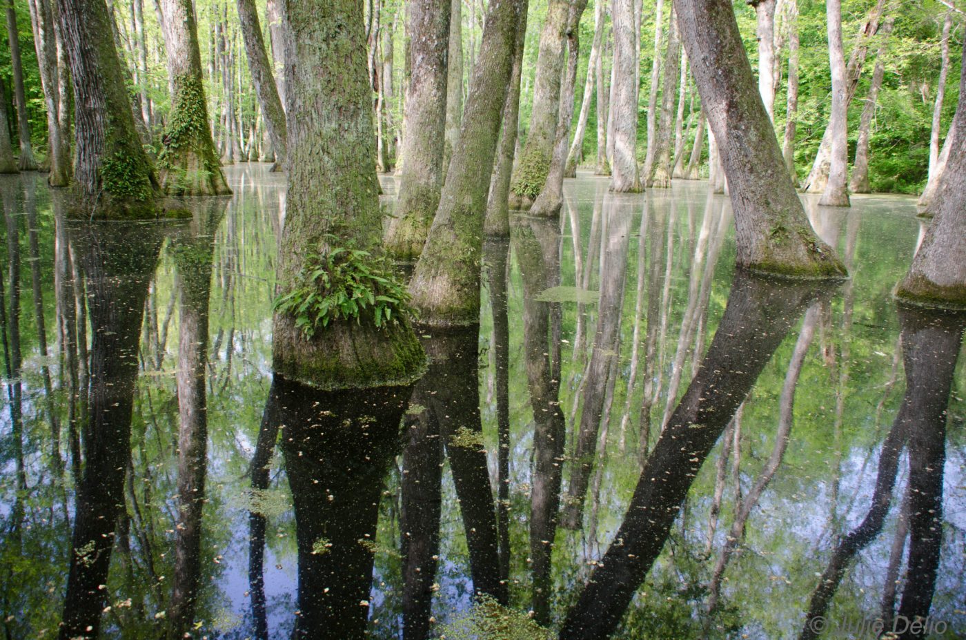 Anthropocene Curriculum
