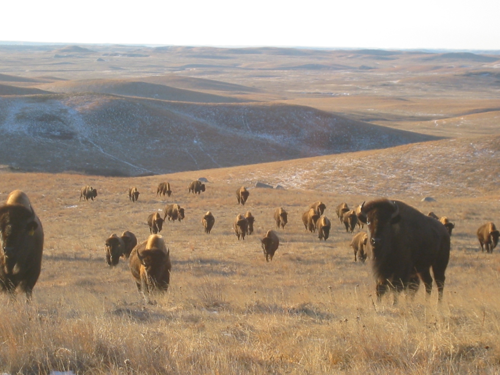 Ancient Bison Herds of the American Midwest and the Domestication of ...