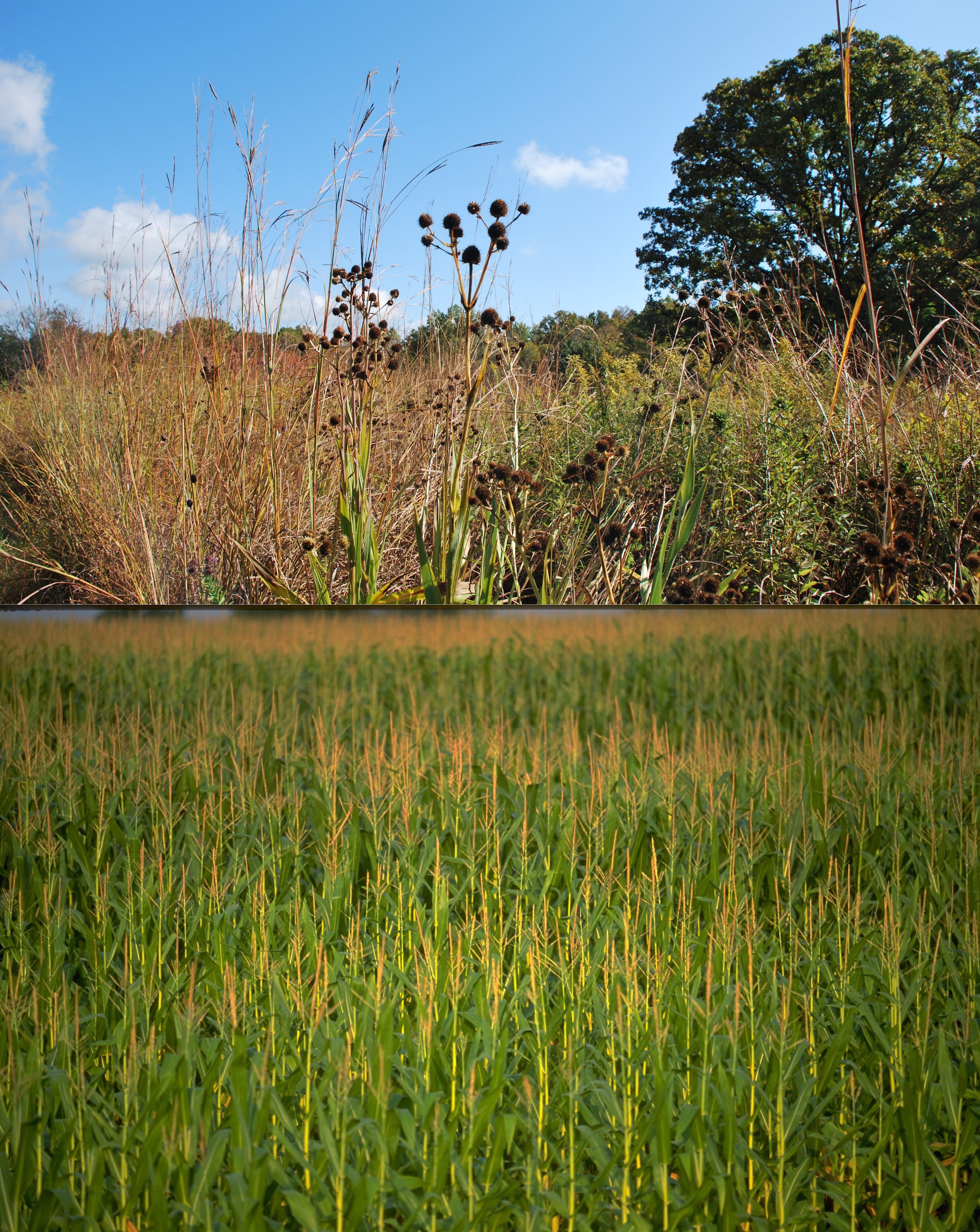 IsoMaize and The Ancient Dispersal of Maize | Anthropocene Curriculum