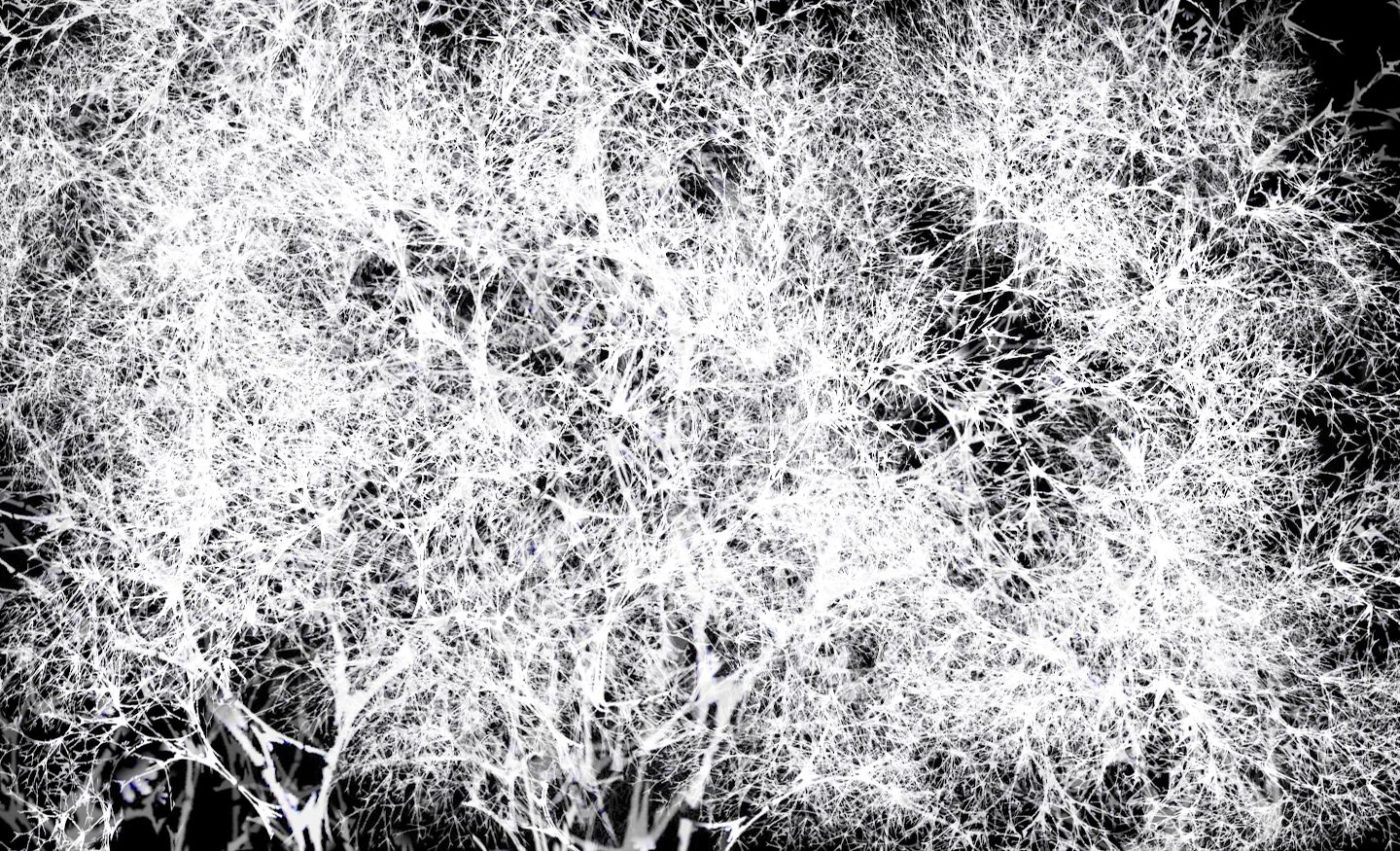 The Reed, Slime Mold, and Sprout | Anthropocene Curriculum