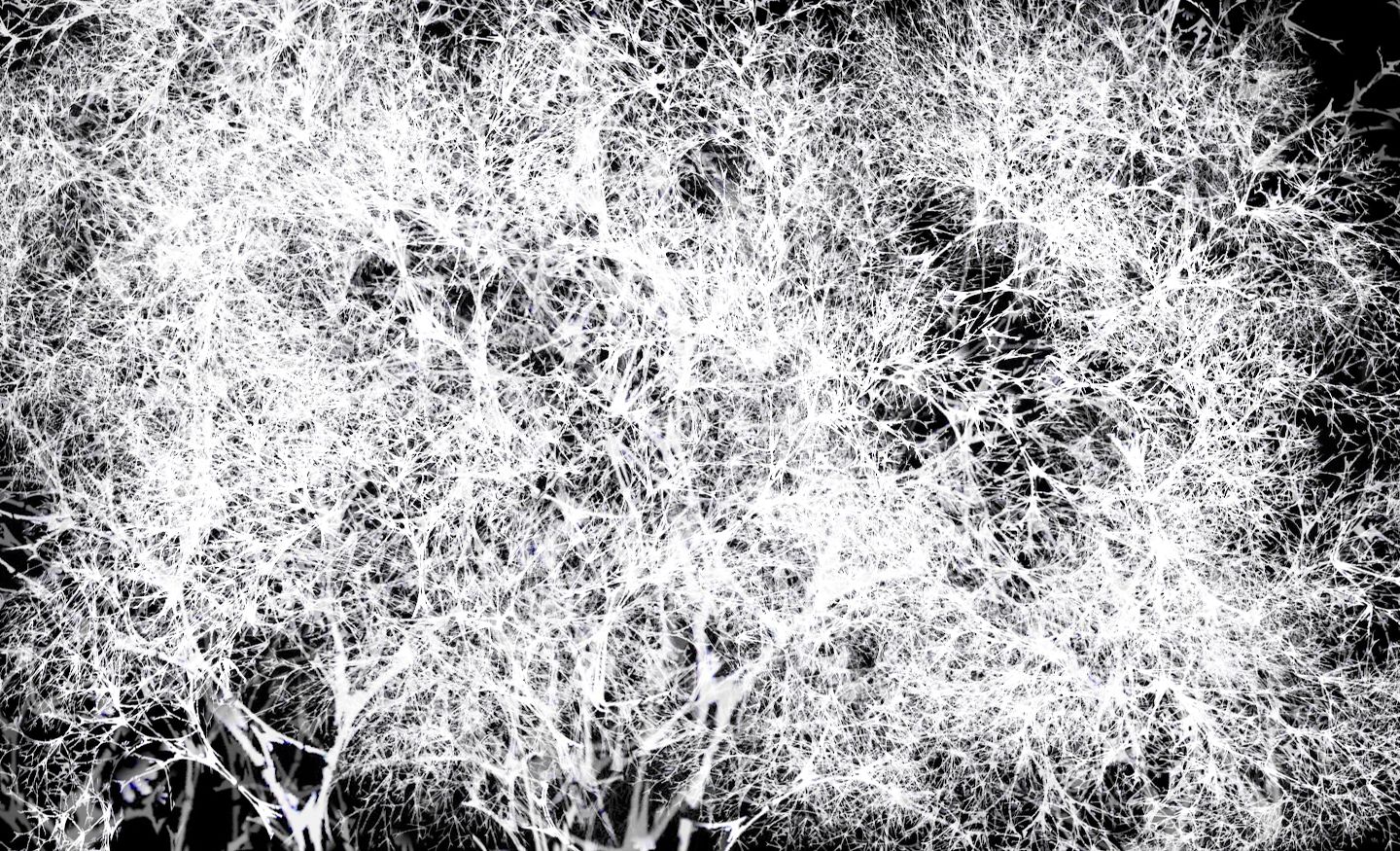 The Reed, Slime Mold, and Sprout | Anthropocene Curriculum