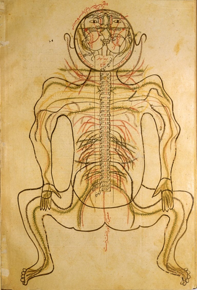 Schematic Drawing Of The Anatomic Segments Of The Human chest anatomy ...