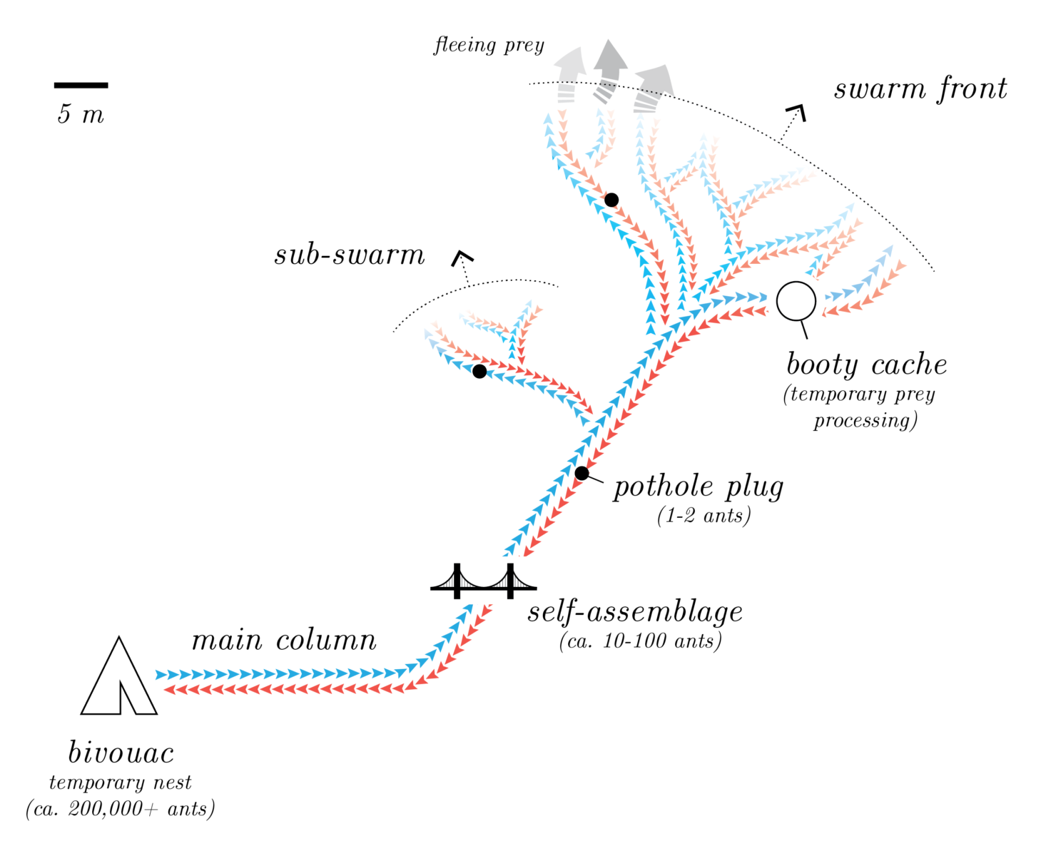 Born a Minim | Anthropocene Curriculum