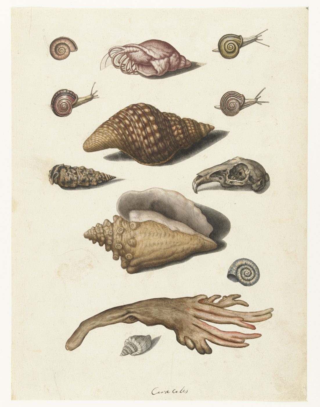 Anthropocene Curriculum