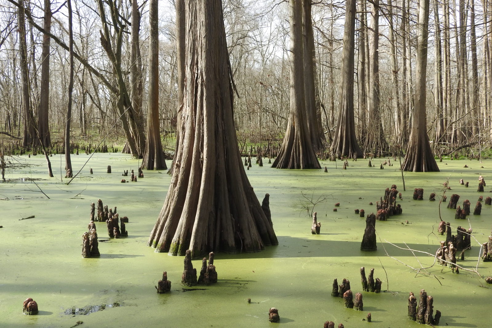 Anthropocene Curriculum | Anthropocene Curriculum