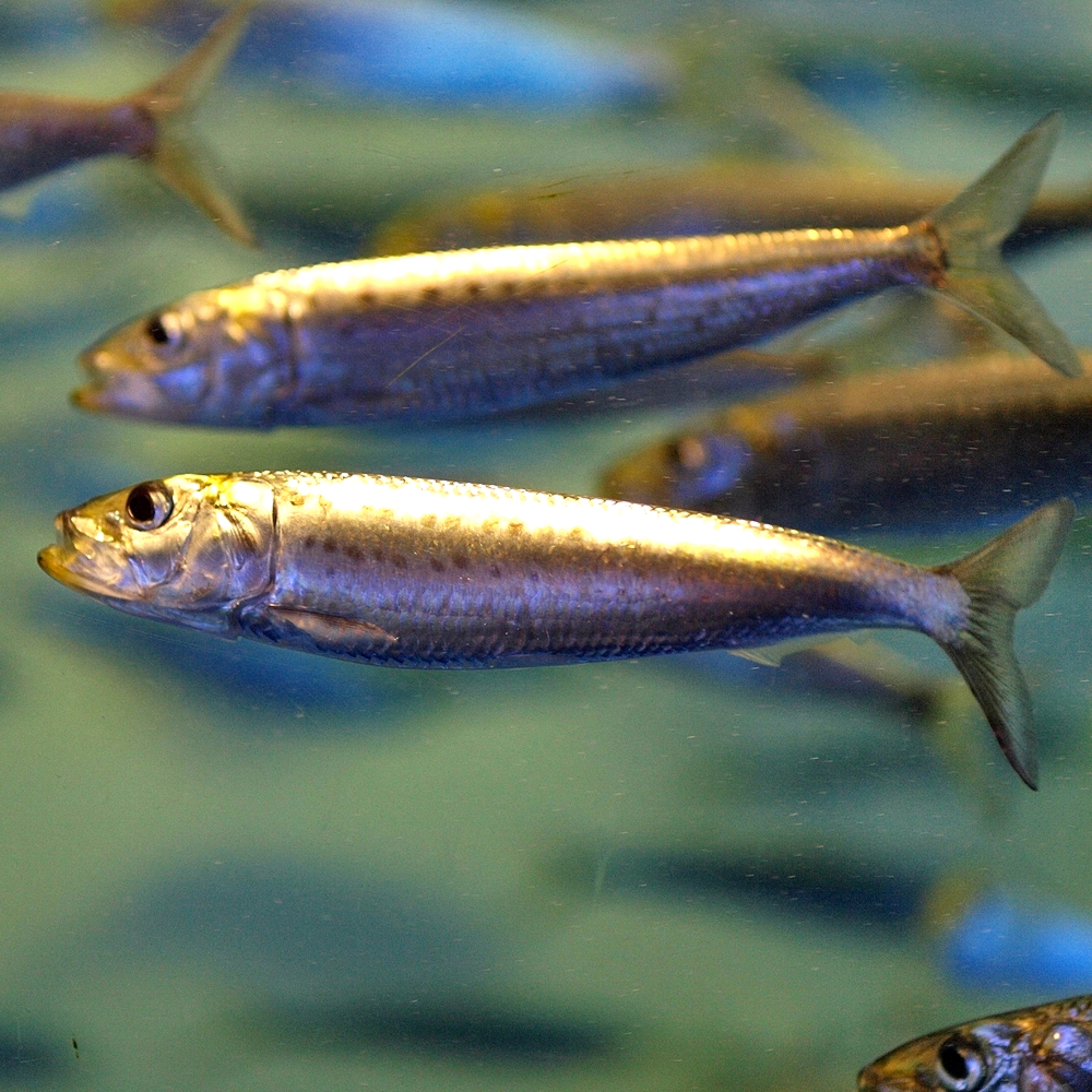 Home | Anthropocene Curriculum