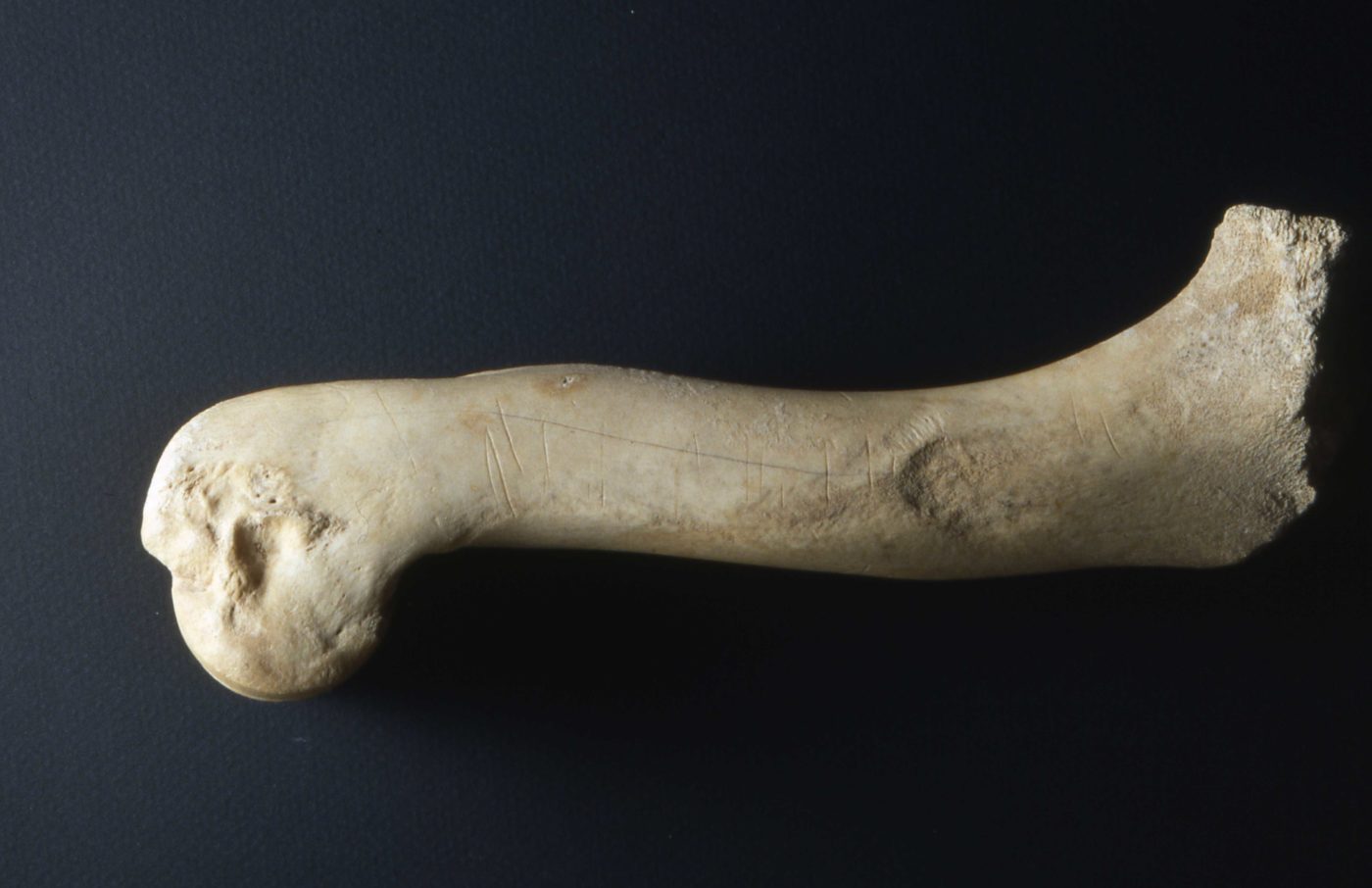 Home | Anthropocene Curriculum