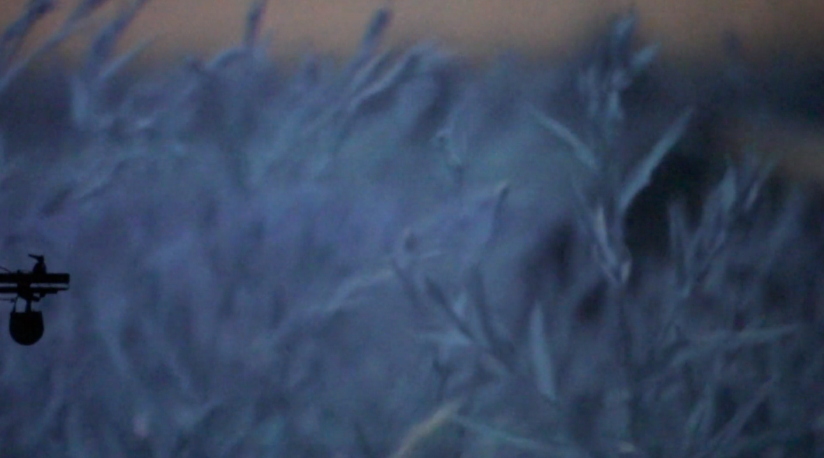 Clashing Presents: Memory and Oblivion in Times of Extinction ...